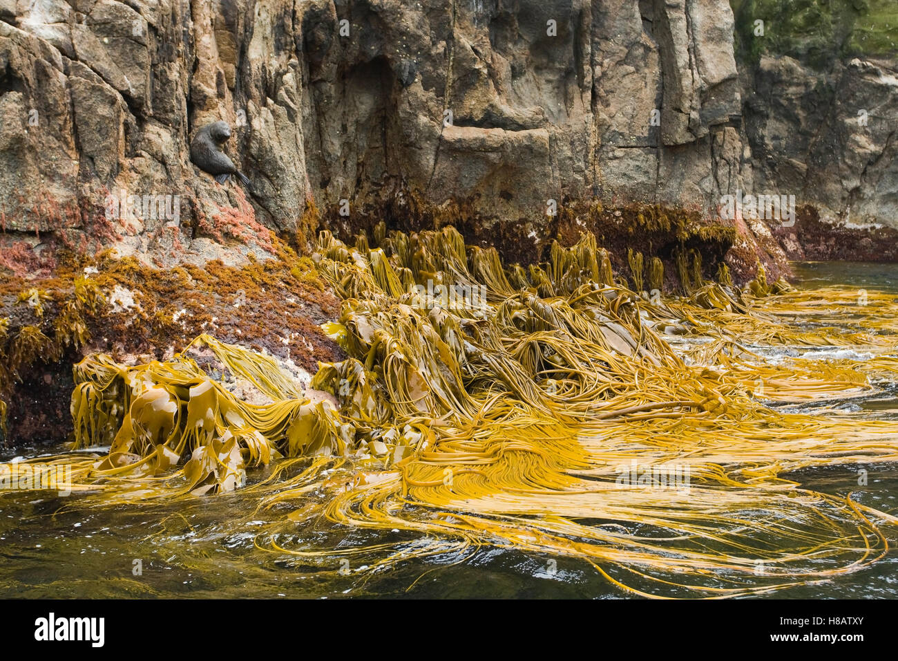 Ribbon Kelp (Durvillaea antarctica), Bounty Islands, New Zealand Stock ...