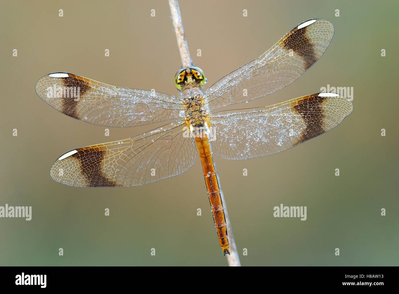 Banded Darter (Sympetrum pedemontanum) dragonfly female on Moor Grass ...
