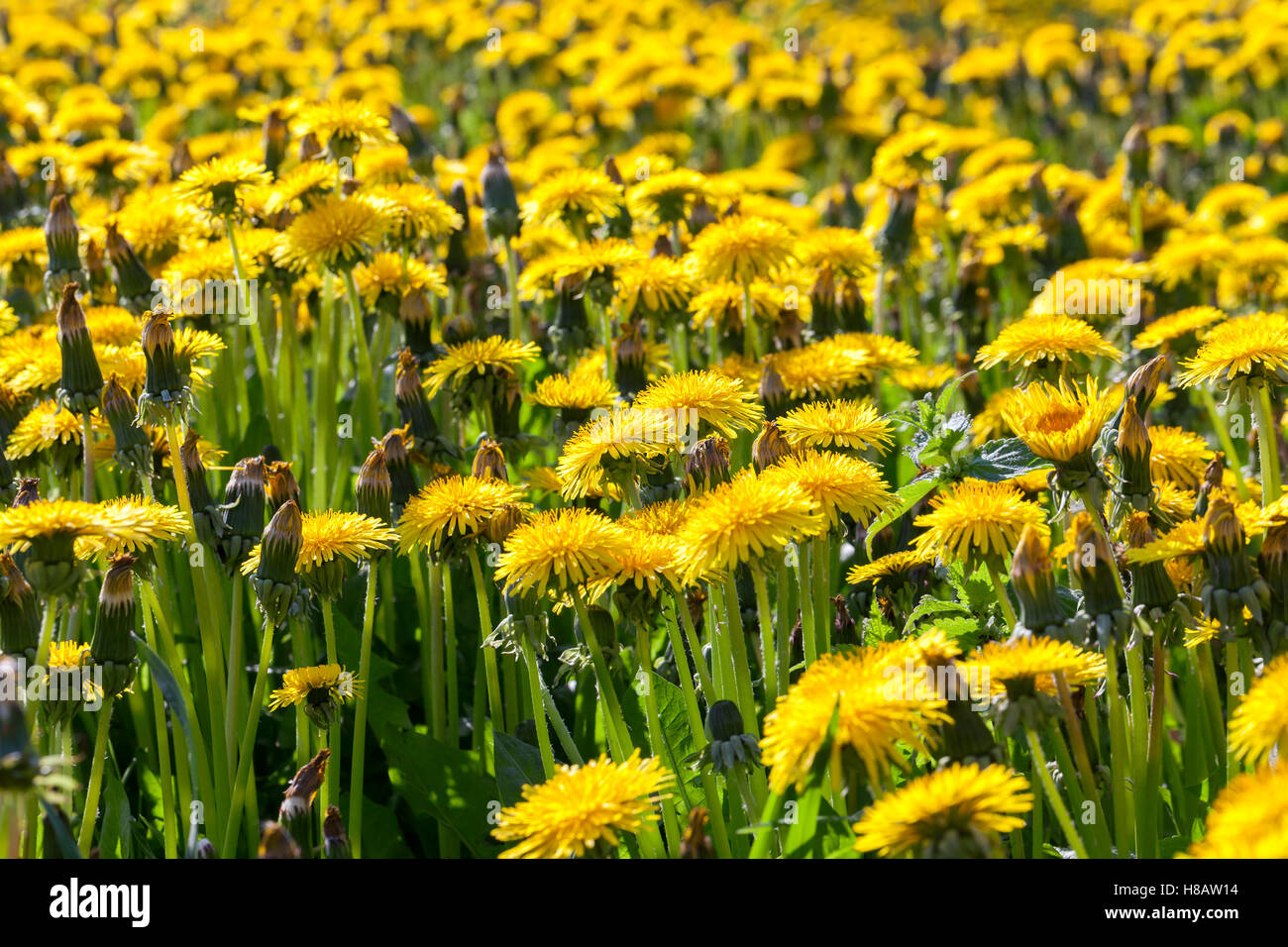 yellow dandelions in spring Stock Photo - Alamy