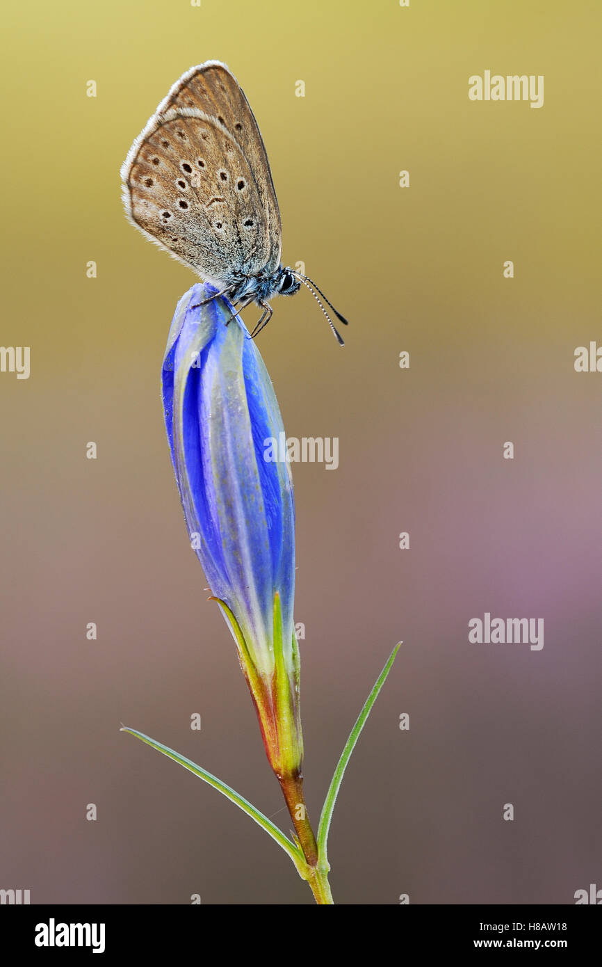 Alcon Blue (Maculinea alcon) butterfly on Marsh Gentian (Gentiana ...