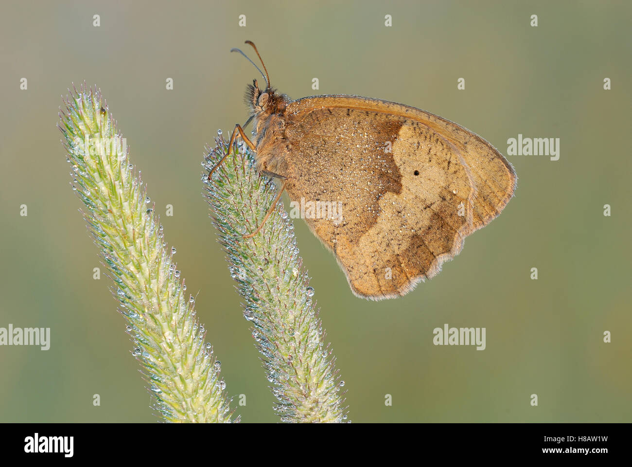 Meadow Brown (Maniola jurtina) butterfly on grass, Rijkevorsel, Antwerp ...