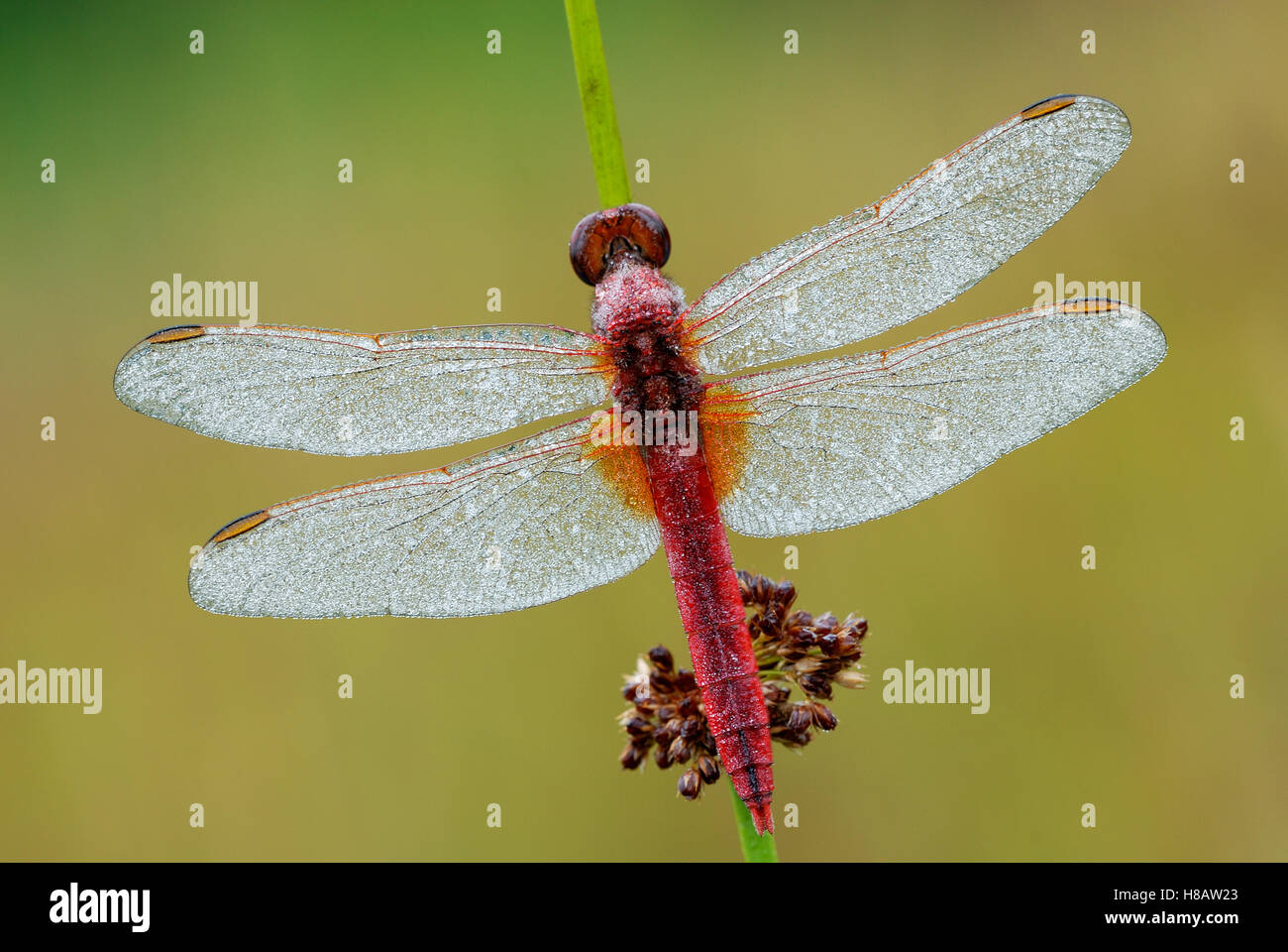 Scarlet Dragonfly (Crocothemis erythraea) male covered with dew, Nature ...