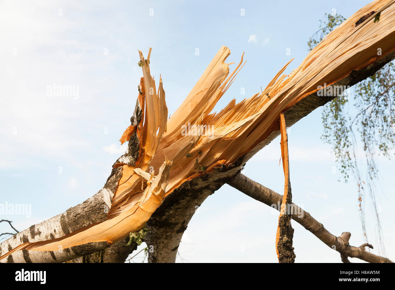 Broken branch tree plants hi-res stock photography and images - Alamy