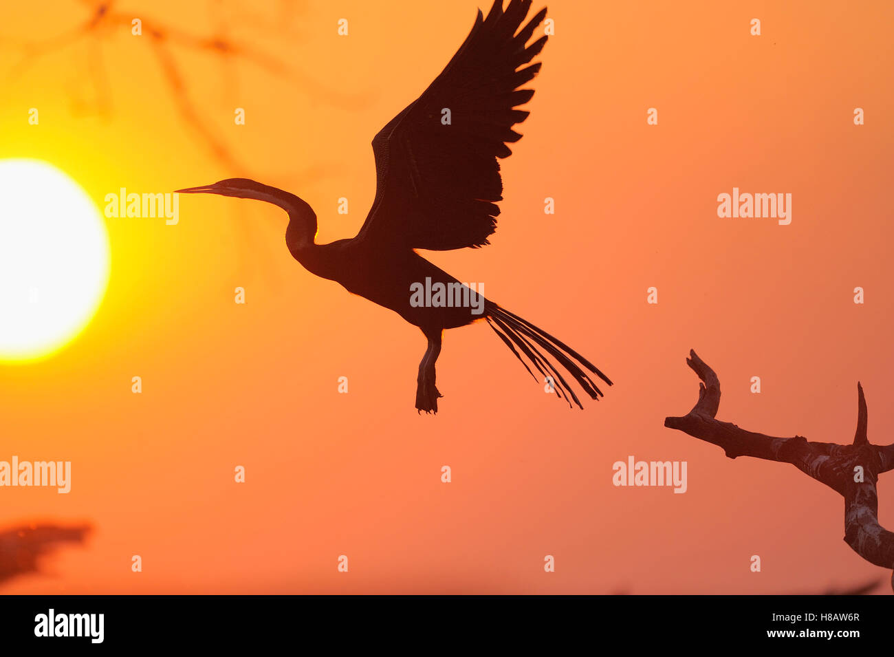 African Darter (Anhinga rufa) taking flight at sunset, Chobe National ...