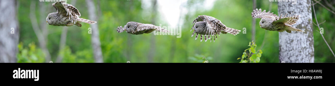 Ural Owl (Strix uralensis) flying through forest, Tartumaa, Estonia ...