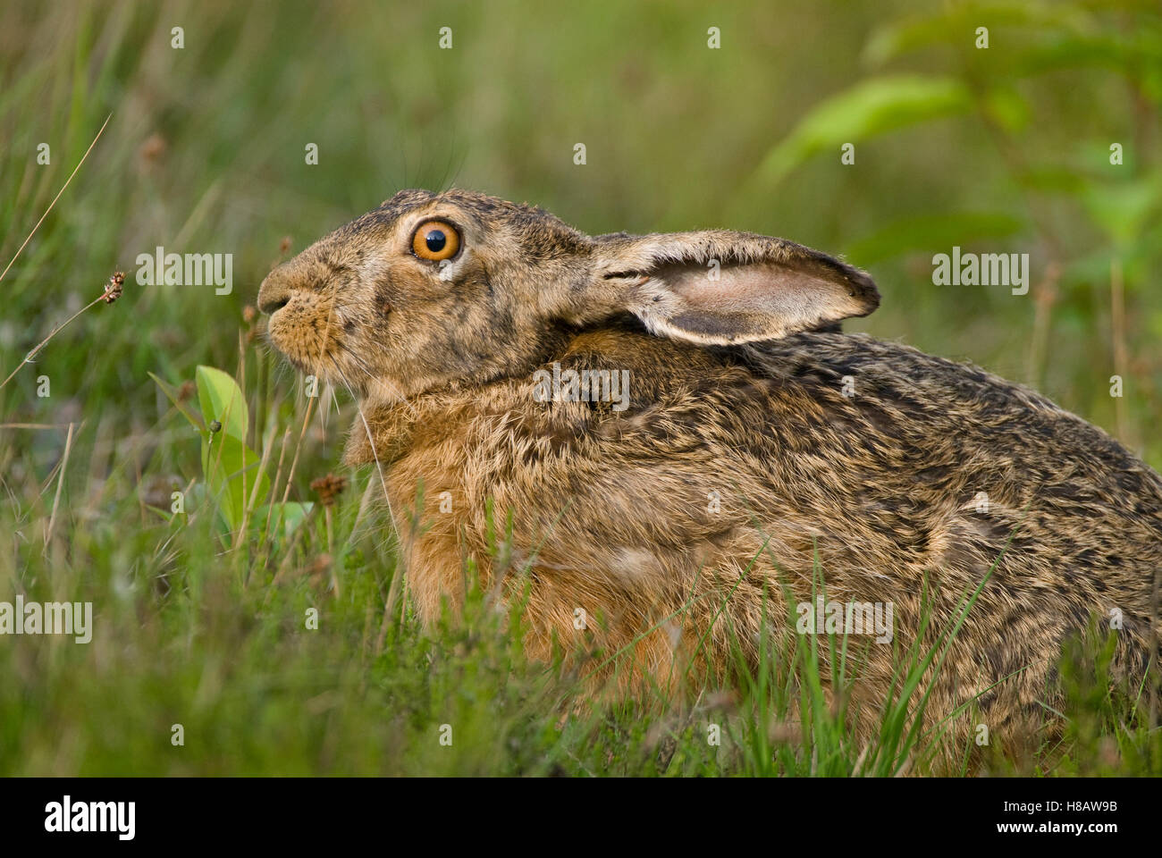 European Hare (Lepus europaeus), Groot Schietveld, Antwerp, Flanders ...
