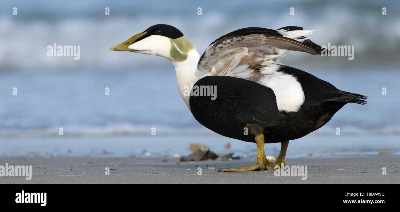 Common Eider (Somateria mollissima) drake spreading its wings ...
