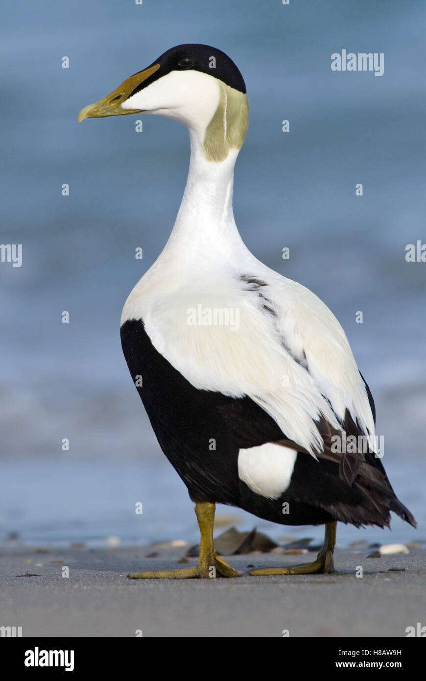 Common Eider (Somateria mollissima) drake on the beach, Helgoland ...
