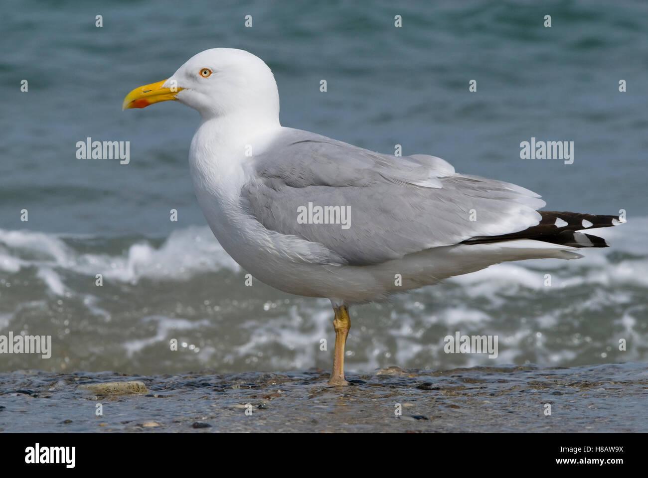 Caspian Gull (Larus cachinnans) at the shore, Helgoland, Germany Stock ...