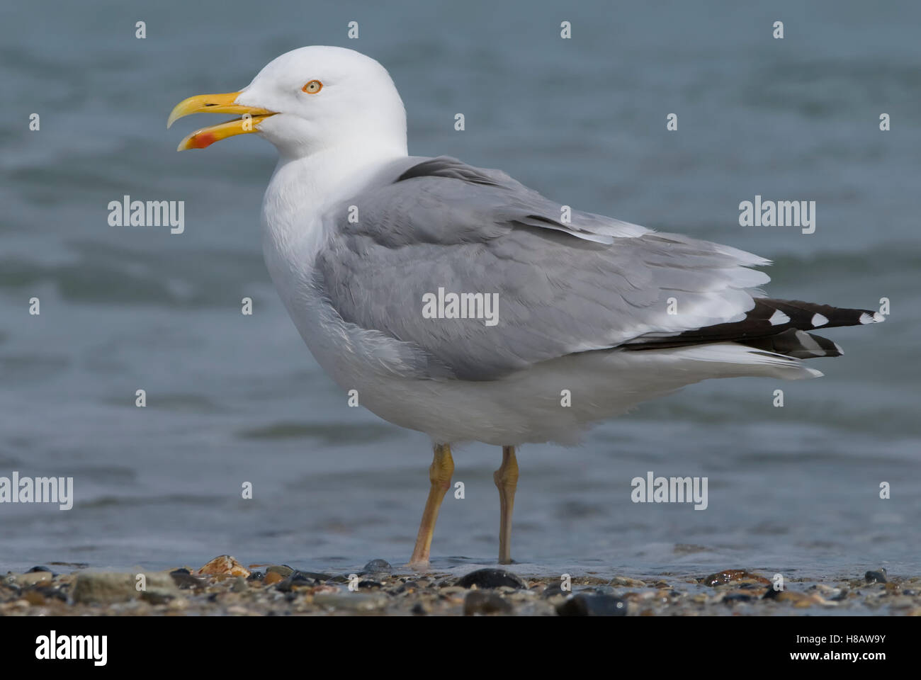Caspian Gull (Larus cachinnans) at the shore, Helgoland, Germany Stock ...