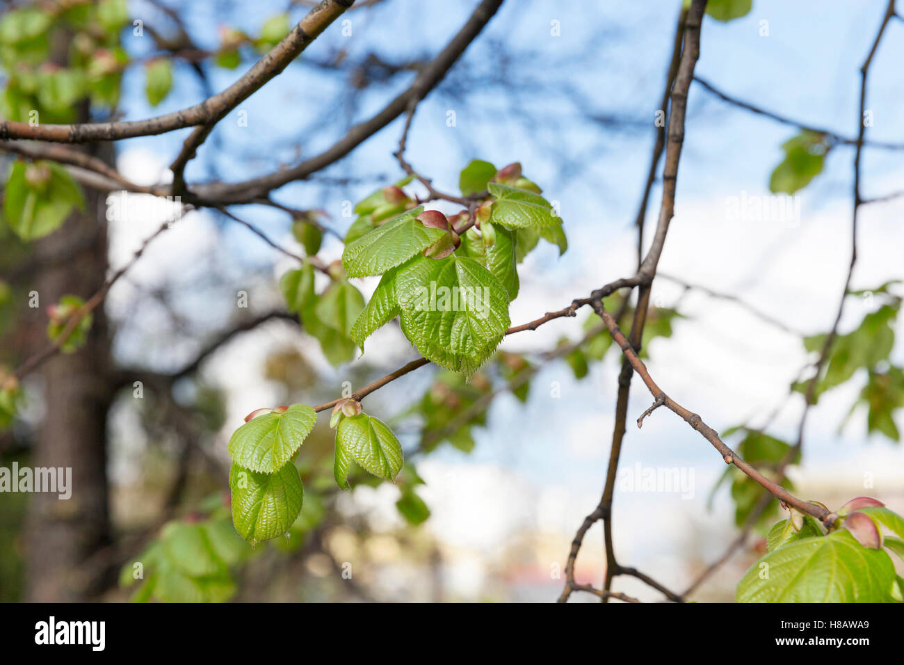 young leaves of linden tree Stock Photo - Alamy