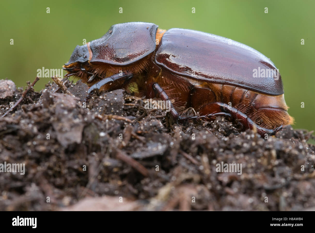 European Rhinoceros Beetle (Oryctes nasicornis) female on compost ...