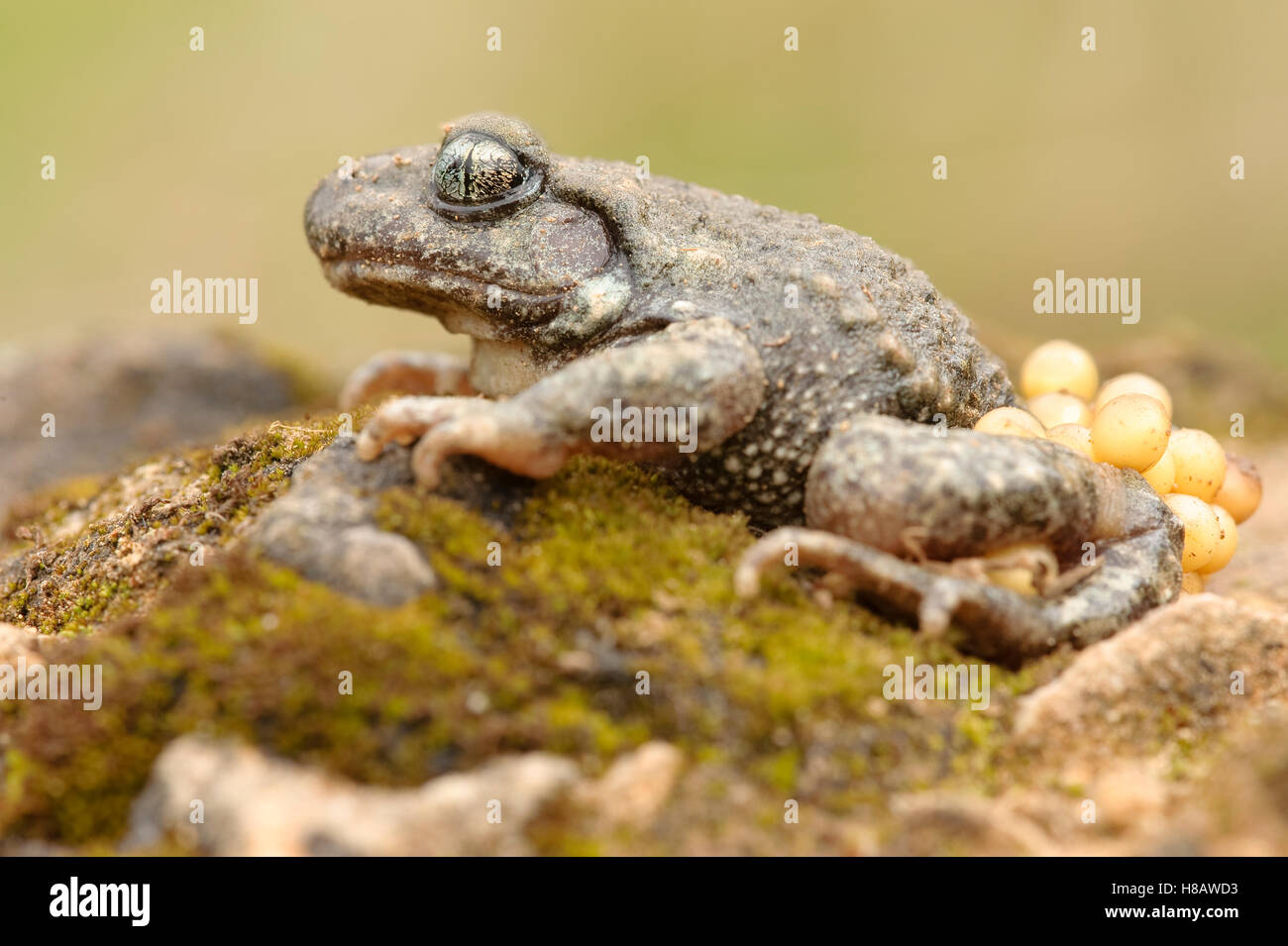 Midwife Toad (Alytes obstetricans) male with eggs, Zuid-Limburg ...