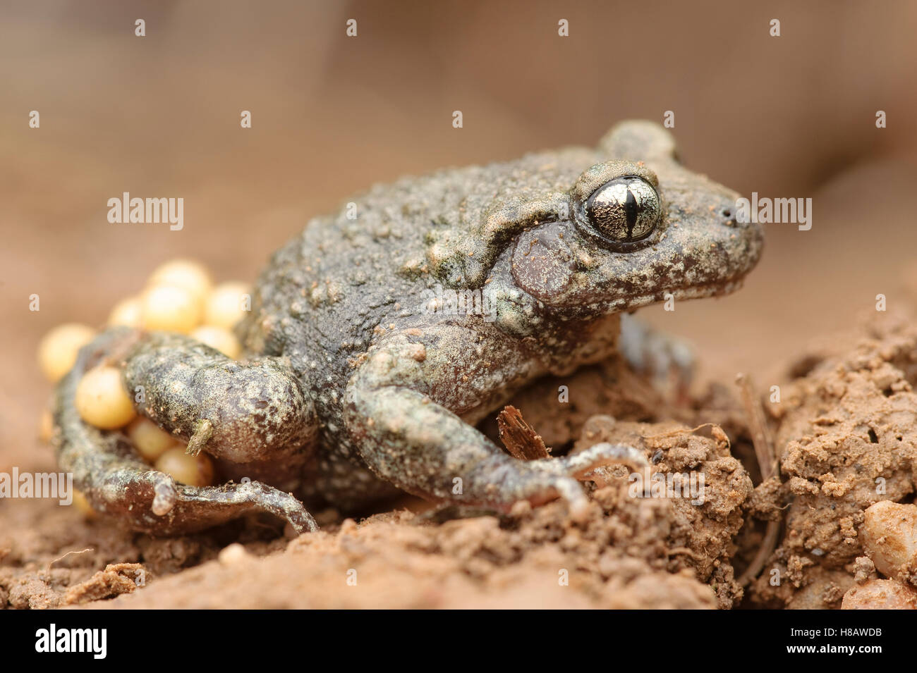 Midwife Toad (Alytes obstetricans) male with eggs, Zuid-Limburg ...