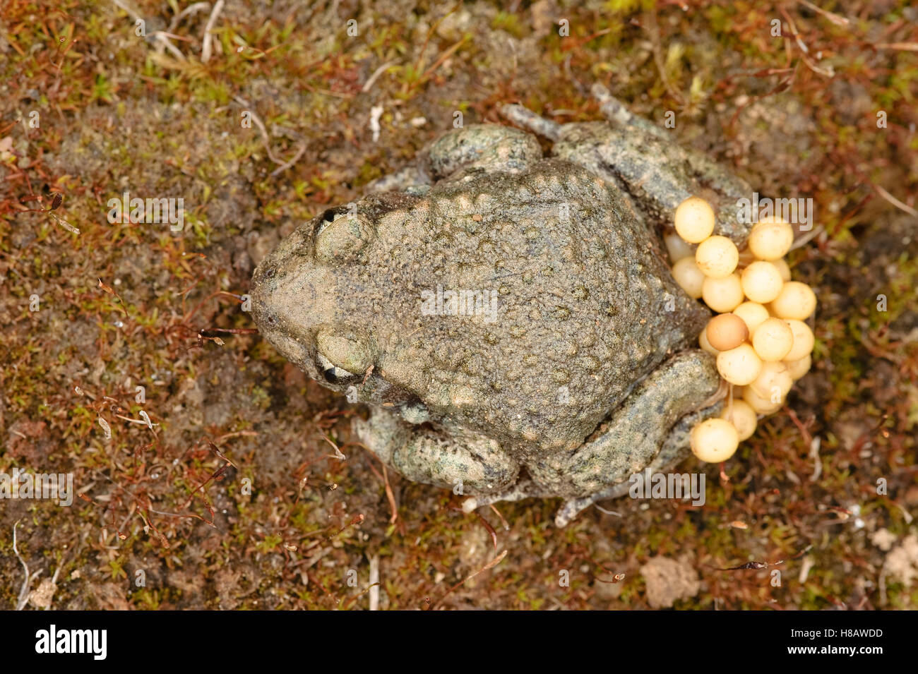 Midwife Toad (Alytes obstetricans) male with eggs, Zuid-Limburg ...