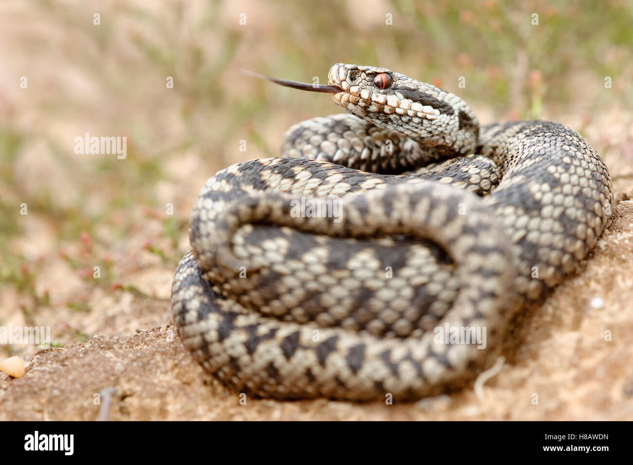 Common European Adder (Vipera berus) tongue-flicking male, Groot ...