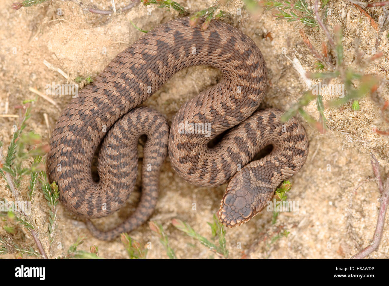 Common European Adder (Vipera berus), Groot Schietveld, Antwerp ...