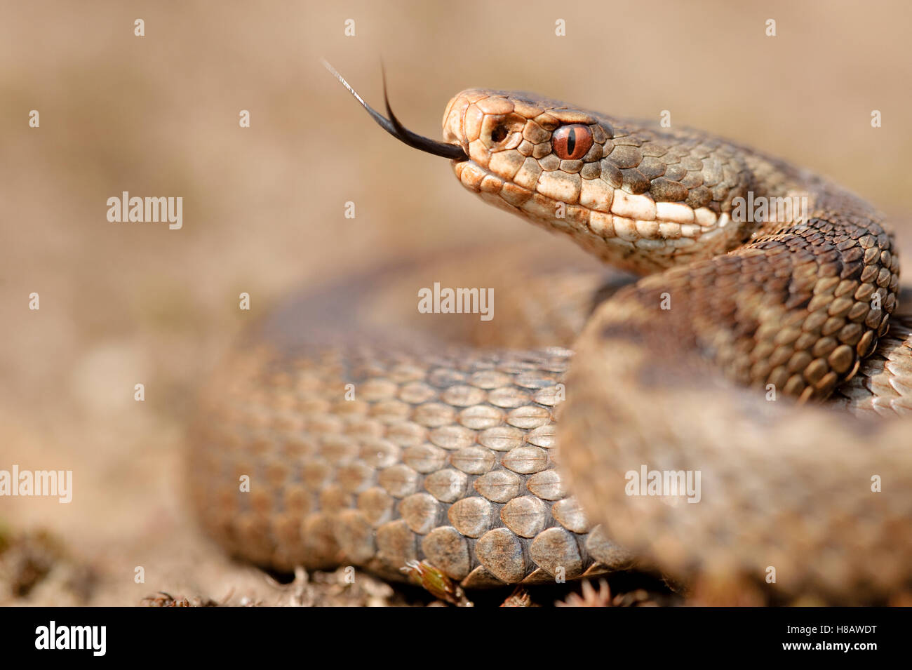 Common European Adder (Vipera berus) female flicking her tongue, Groot ...