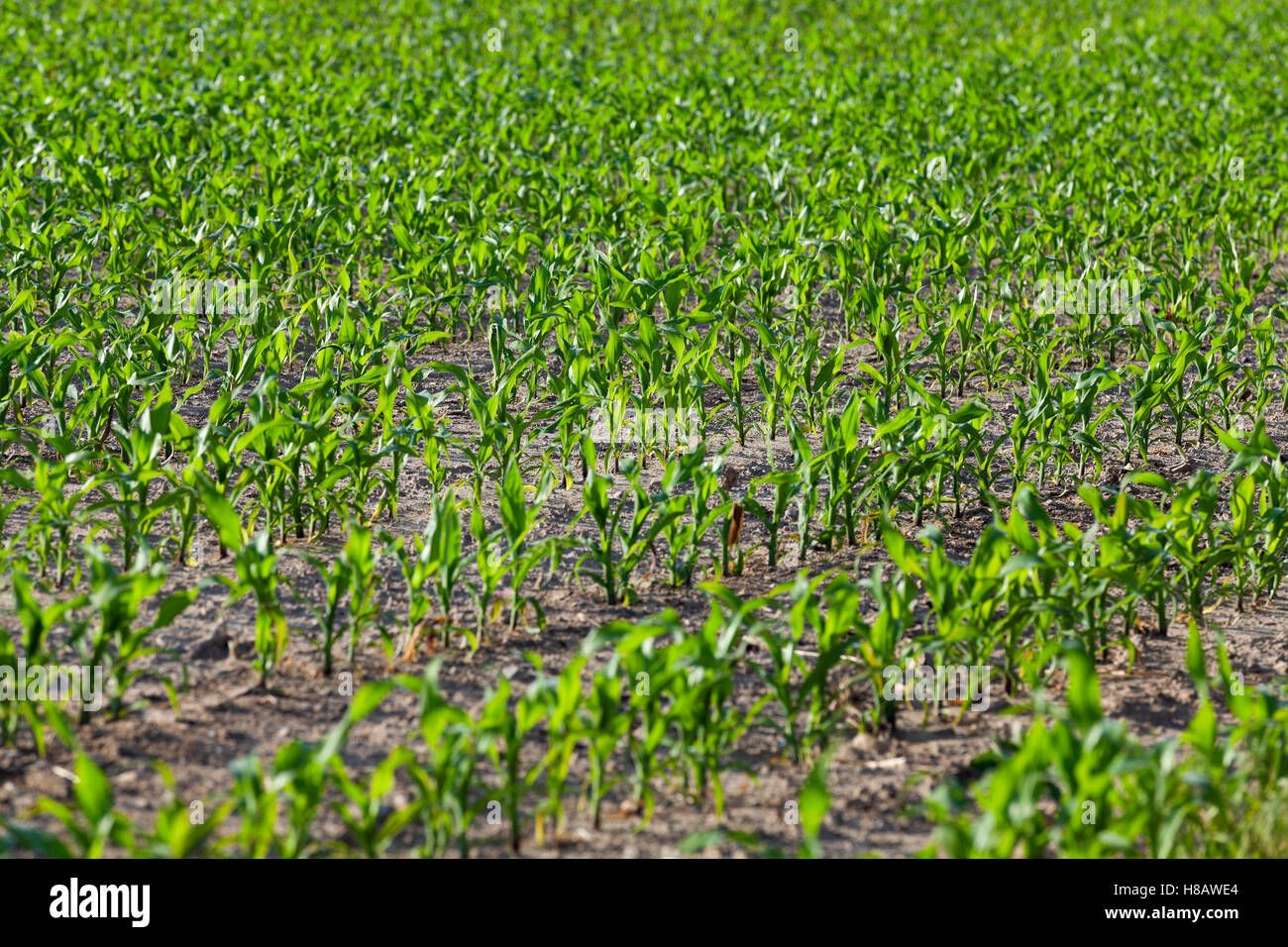 Corn field, summer Stock Photo - Alamy