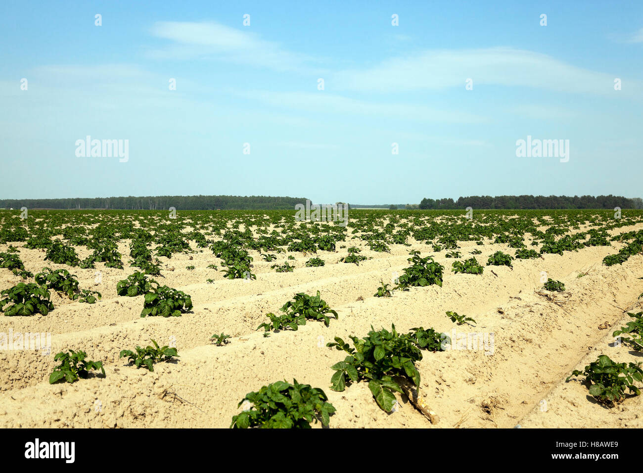 Agriculture, potato field Stock Photo - Alamy