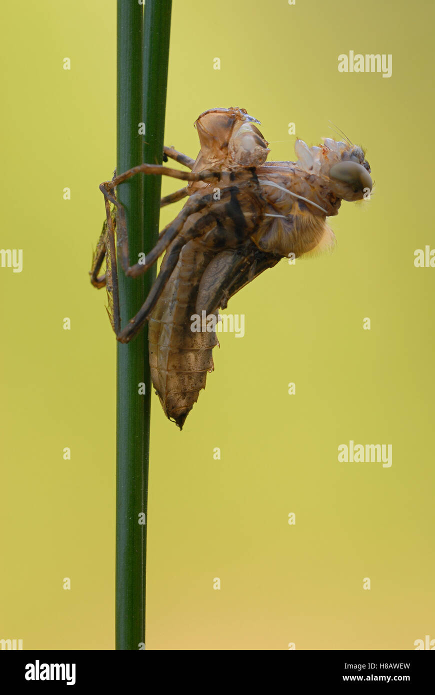 Downy Emerald (Cordulia aenea) dragonfly emerging from nymph during ...