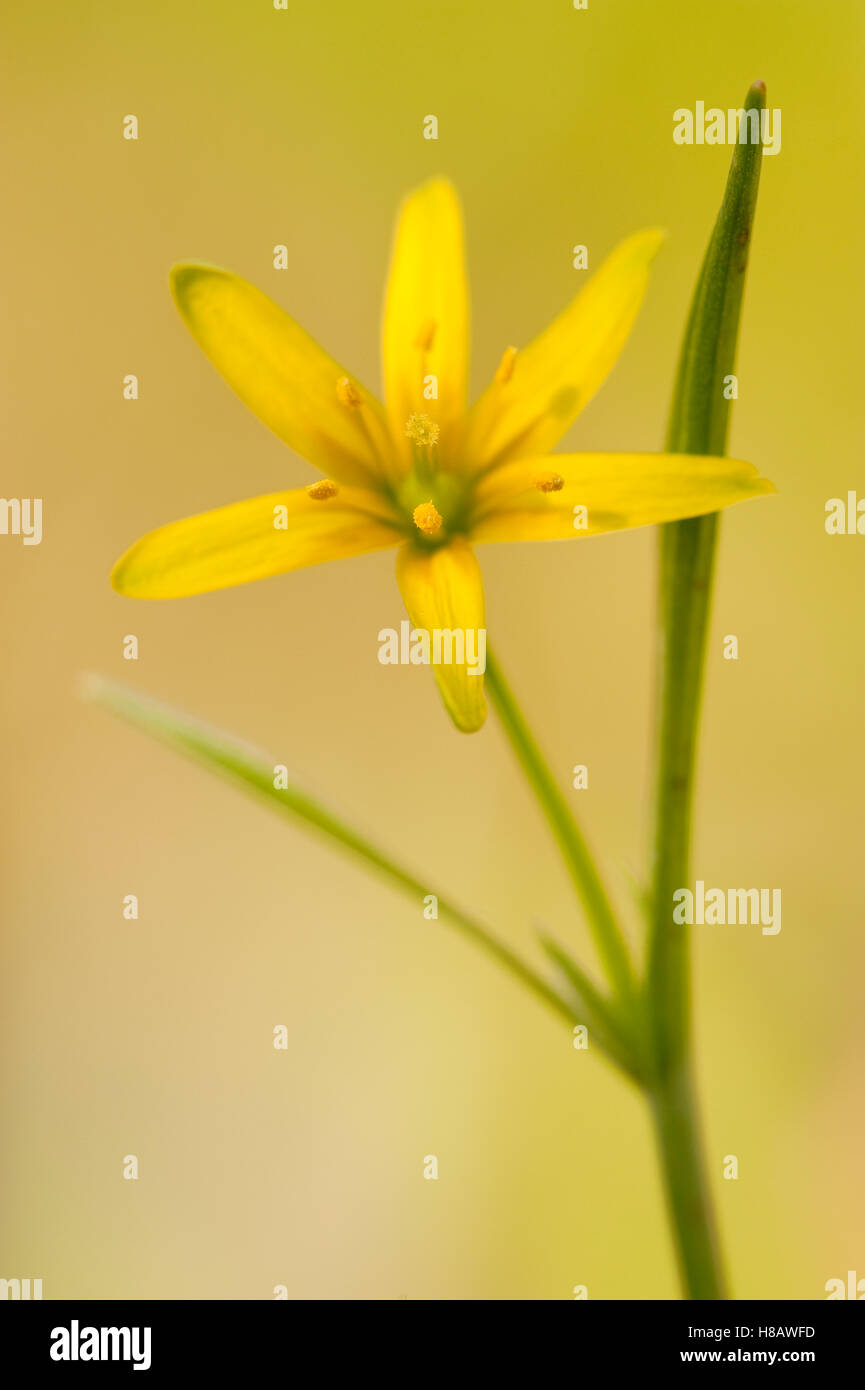 Yellow Star-of-Bethlehem (Gagea lutea) flower, Liege, Belgium Stock ...