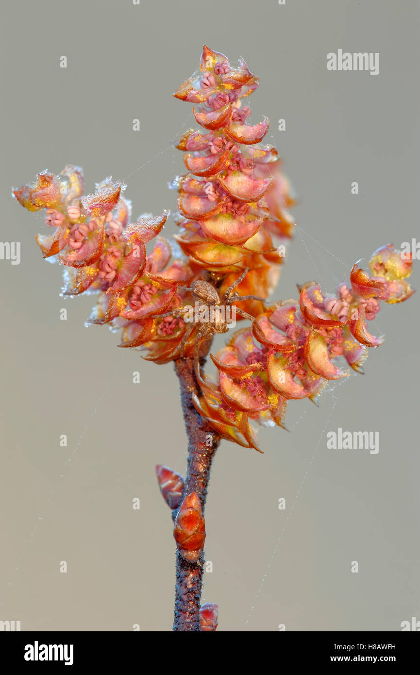 Bog Myrtle (Myrica gale) male flower, Groot Schietveld, Antwerp ...