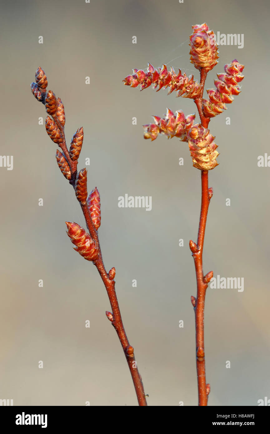 Bog Myrtle (Myrica gale) flowering, Groot Schietveld, Antwerp, Flanders ...