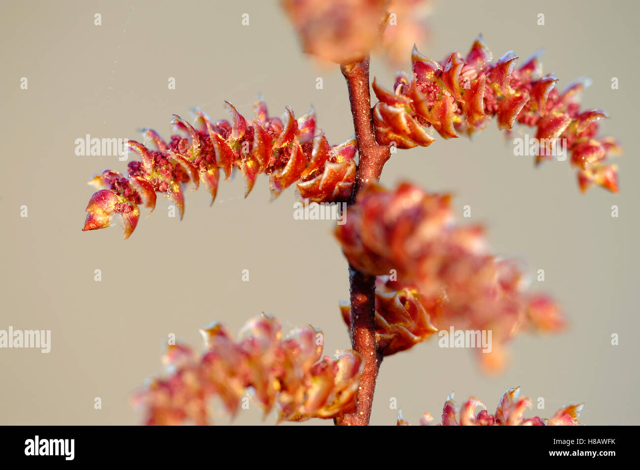 Bog Myrtle (Myrica gale) flowering, Groot Schietveld, Antwerp, Flanders ...