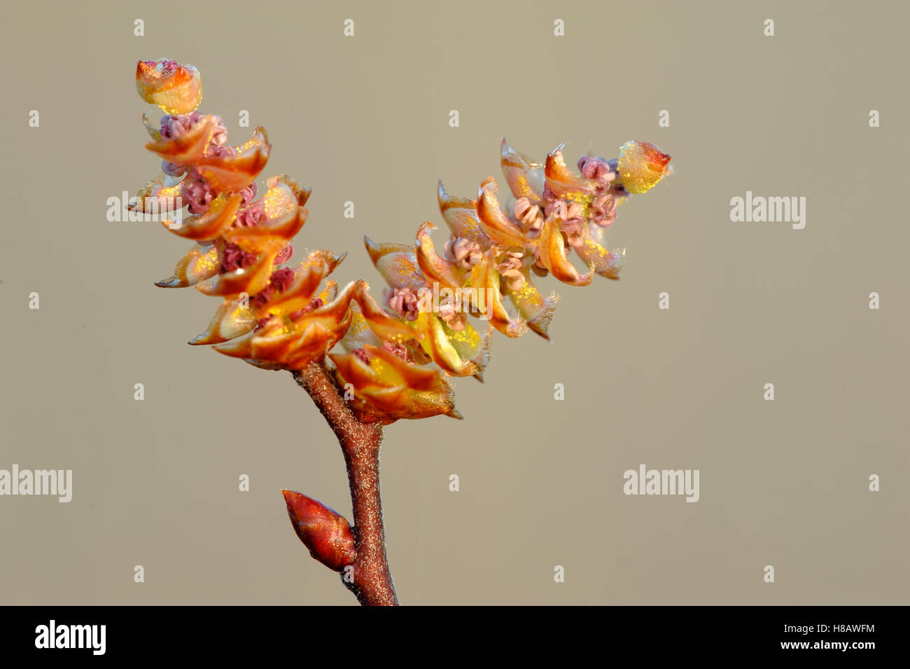 Bog Myrtle (Myrica gale) flowering, Groot Schietveld, Antwerp, Flanders ...