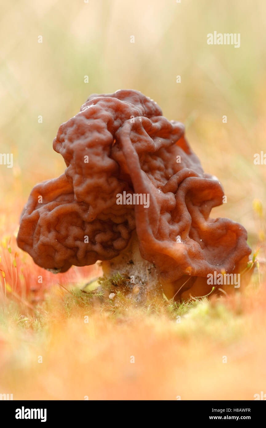 False Morel (Gyromitra esculenta), Turnhout, Flanders, Belgium Stock ...