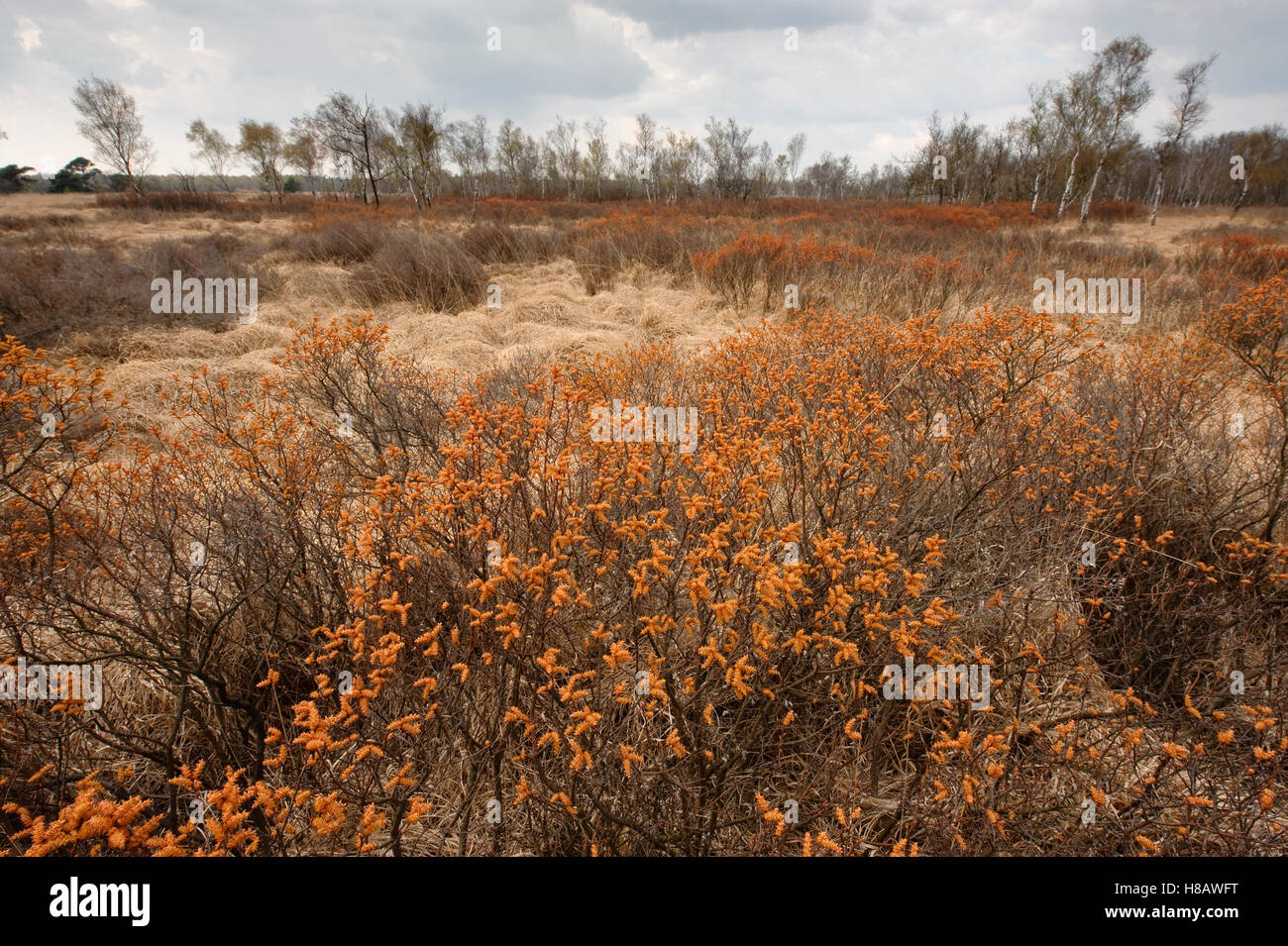 Bog Myrtle (Myrica gale) flowering, Groot Schietveld, Antwerp, Flanders ...