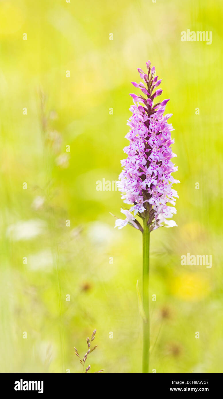 Heath Spotted Orchid (Dactylorhiza maculata), Jydelejet, Moen, Denmark ...