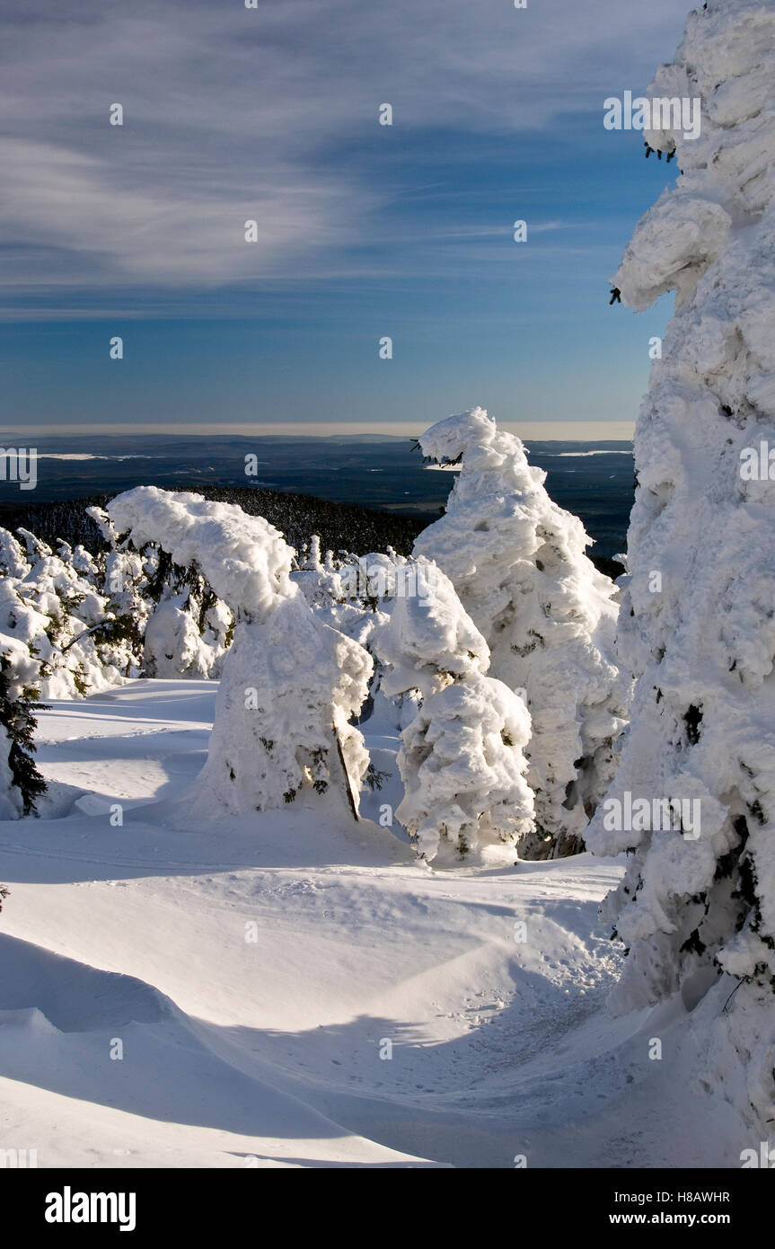 Norway Spruce (Picea abies) trees covered in snow in landscape, Brocken ...