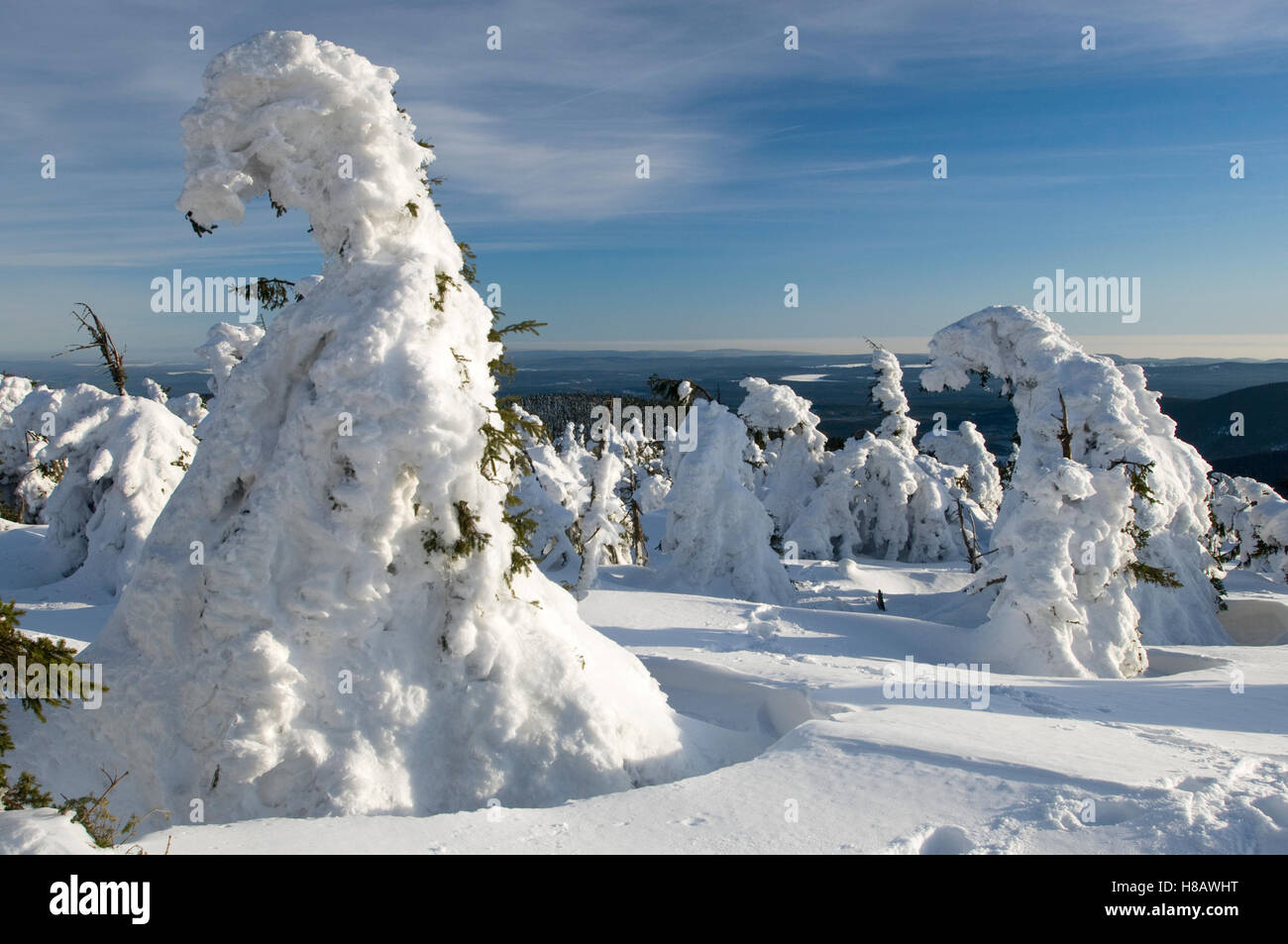 Norway Spruce (Picea abies) trees covered in snow, Brocken, Harz ...