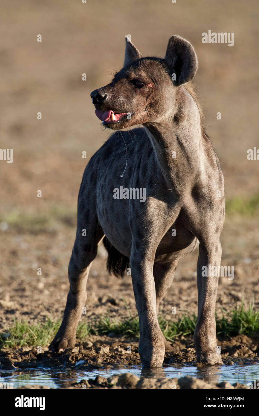 Spotted Hyena (Crocuta crocuta) at waterhole, Kgalagadi Transfrontier ...