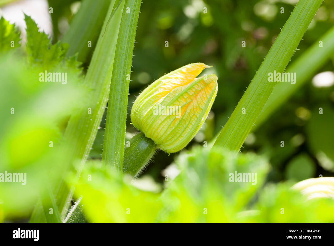 black mesh on the window Stock Photo - Alamy
