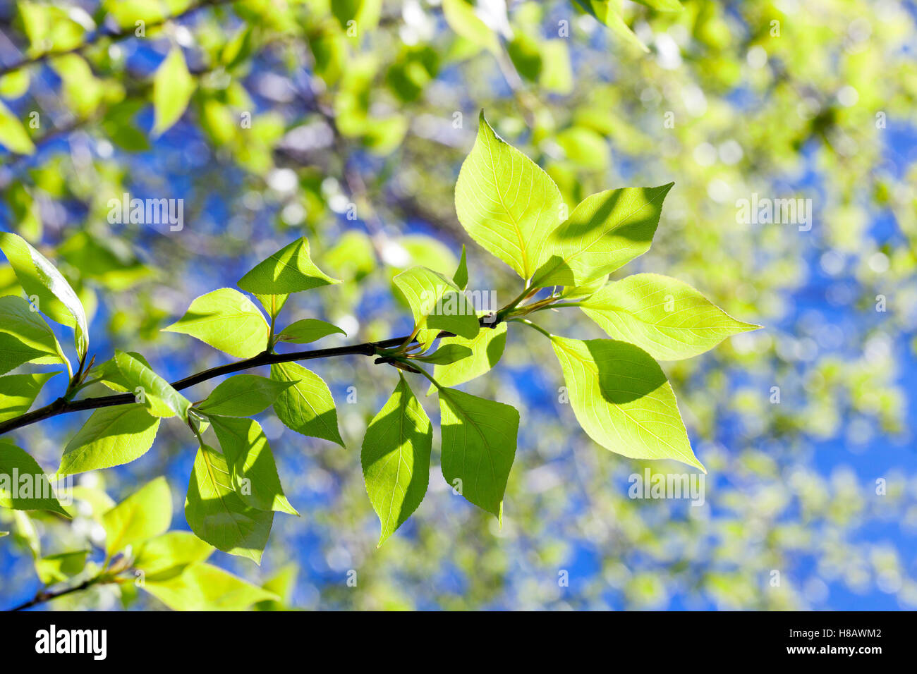 linden leaves, spring Stock Photo - Alamy