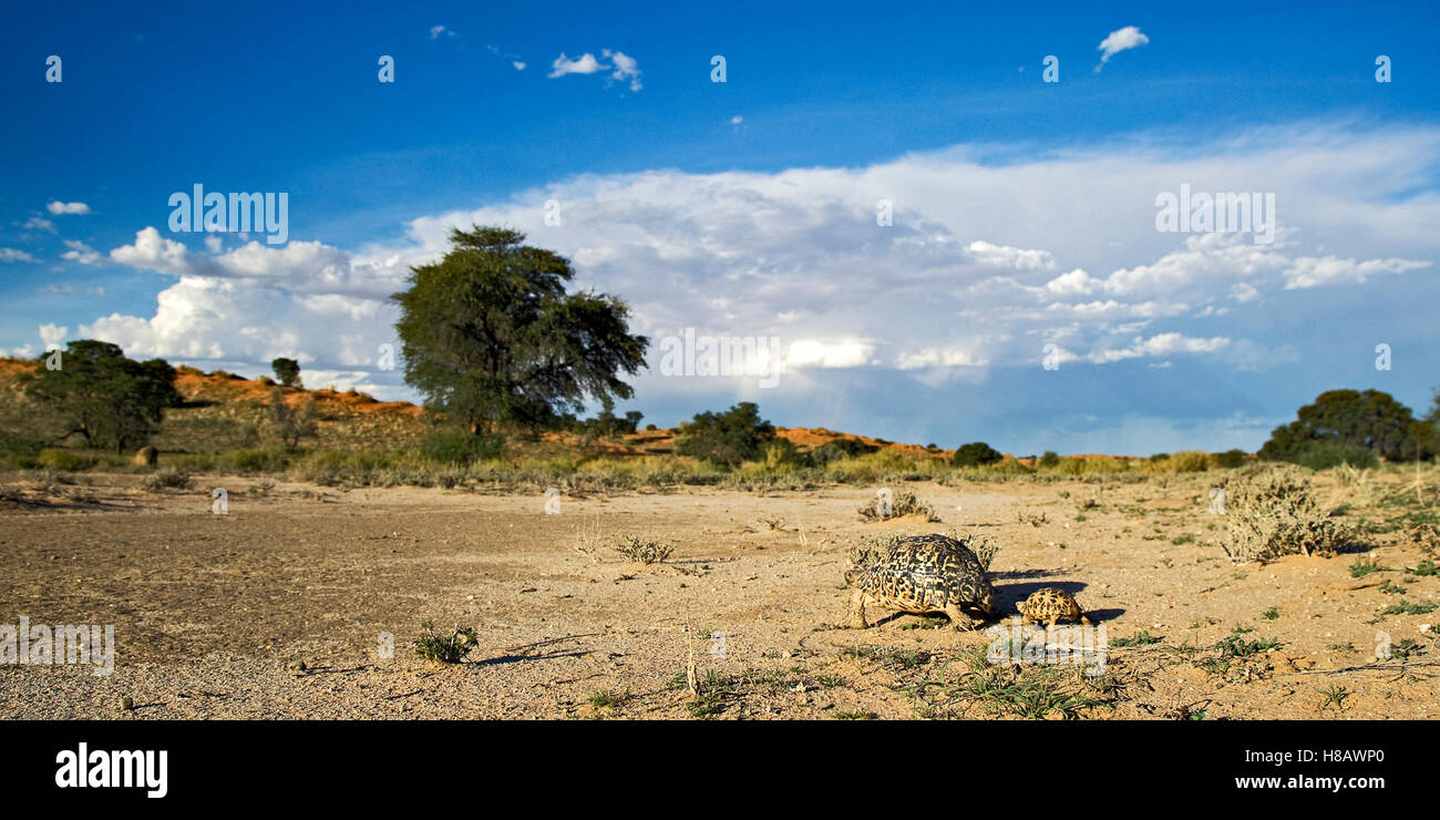 Leopard Tortoise (Geochelone pardalis) followed by Geometric Tortoise ...