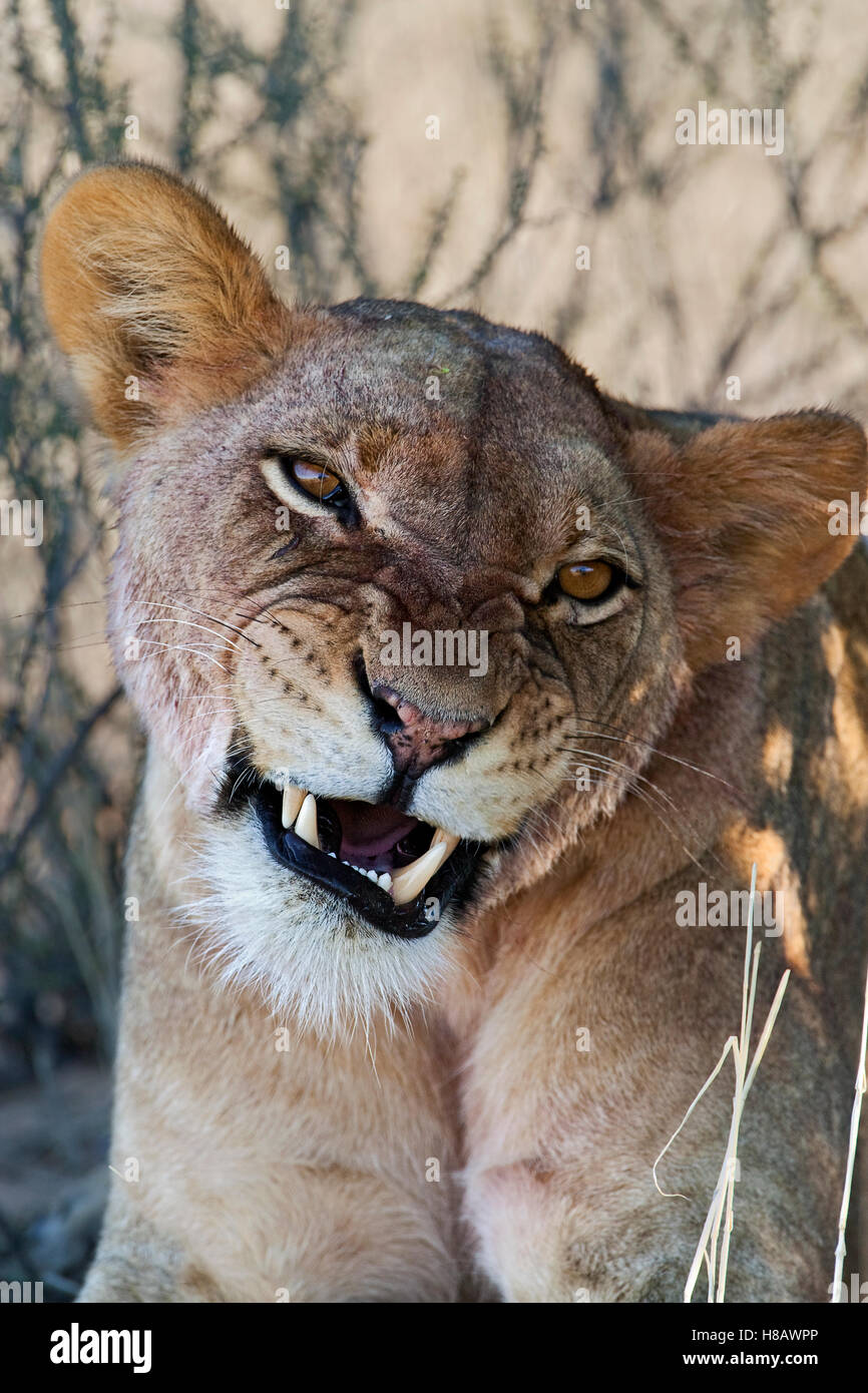 African Lion (Panthera leo) female snarling, Kgalagadi Transfrontier ...