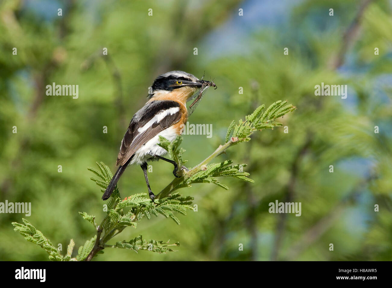 Pririt Batis (Batis pririt) with insect prey, Nossob River, Kgalagadi ...