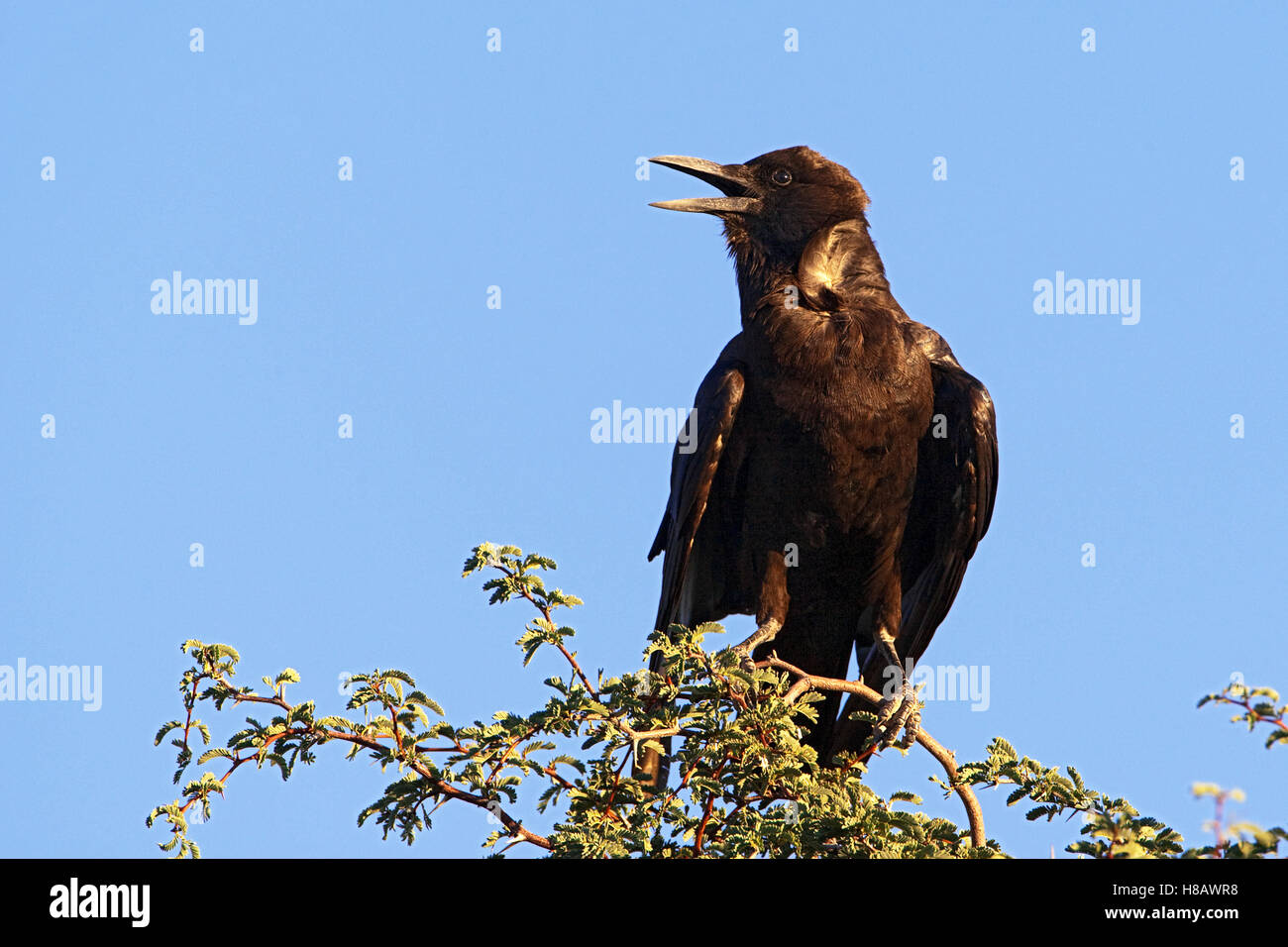 Cape Crow (Corvus capensis), Nossob River, Kgalagadi Transfrontier Park ...