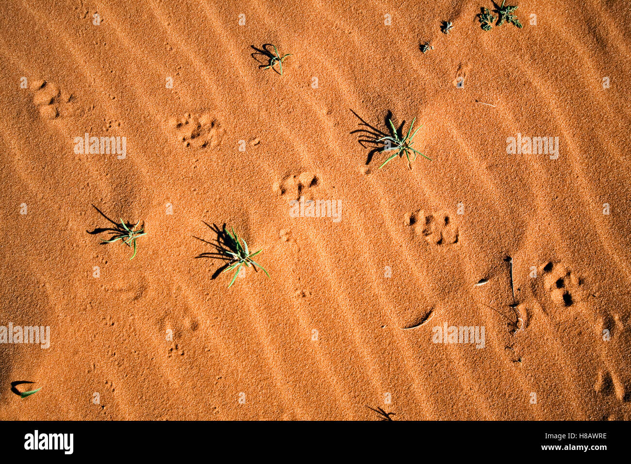 Jackal tracks in red sand, Nossob River, Kgalagadi Transfrontier Park ...