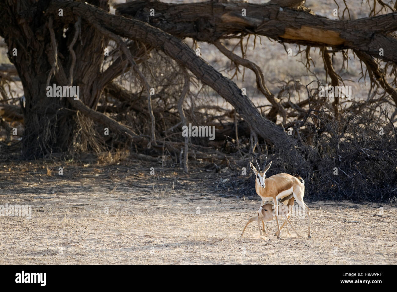 Springbok (Antidorcas marsupialis) ewe nursing her young, Nossob River ...