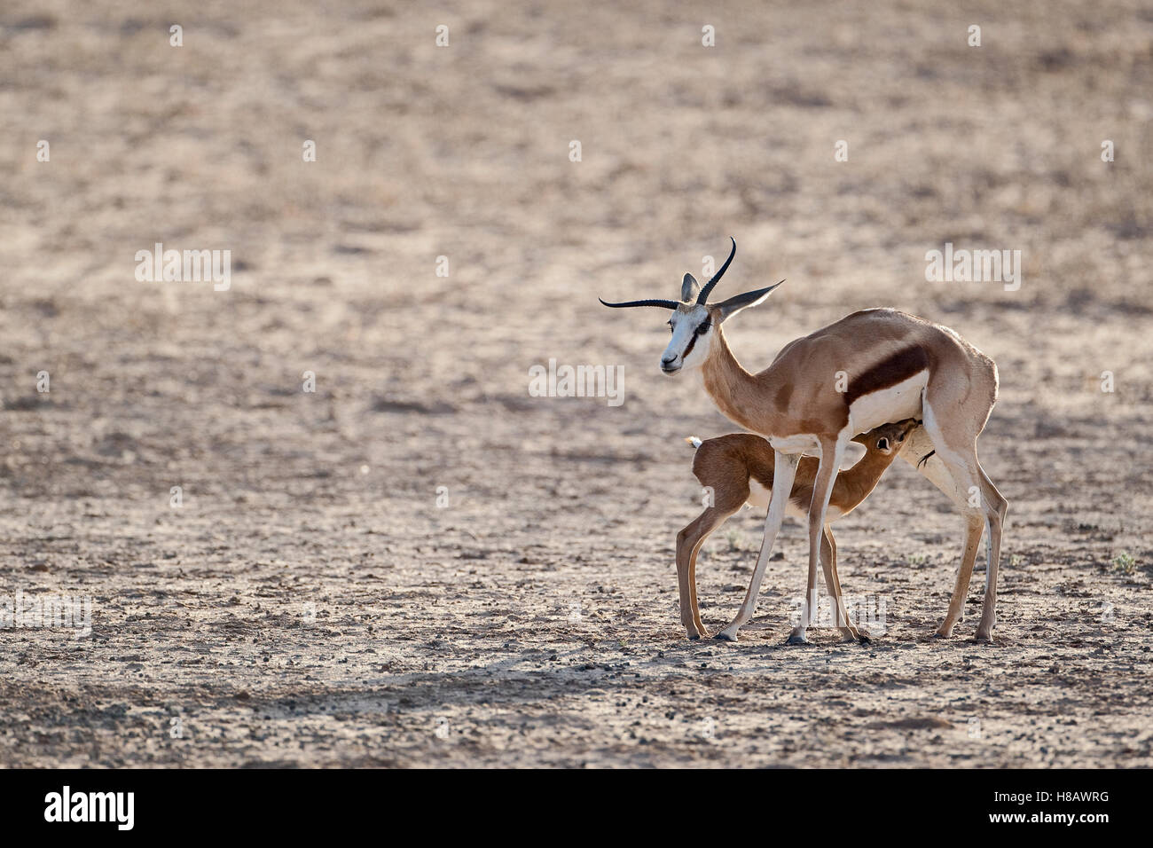 Springbok (Antidorcas marsupialis) female nursing her fawn, Nossob ...