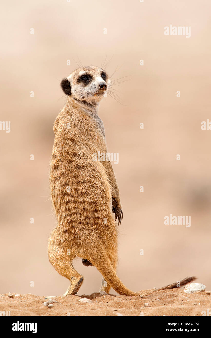 Meerkat (Suricata suricatta) male looking over its shoulder, Nossob ...