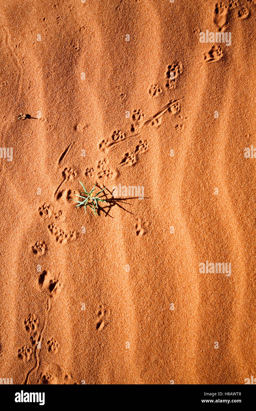 Gecko tracks in sand, Nossob River, Kgalagadi Transfrontier Park ...