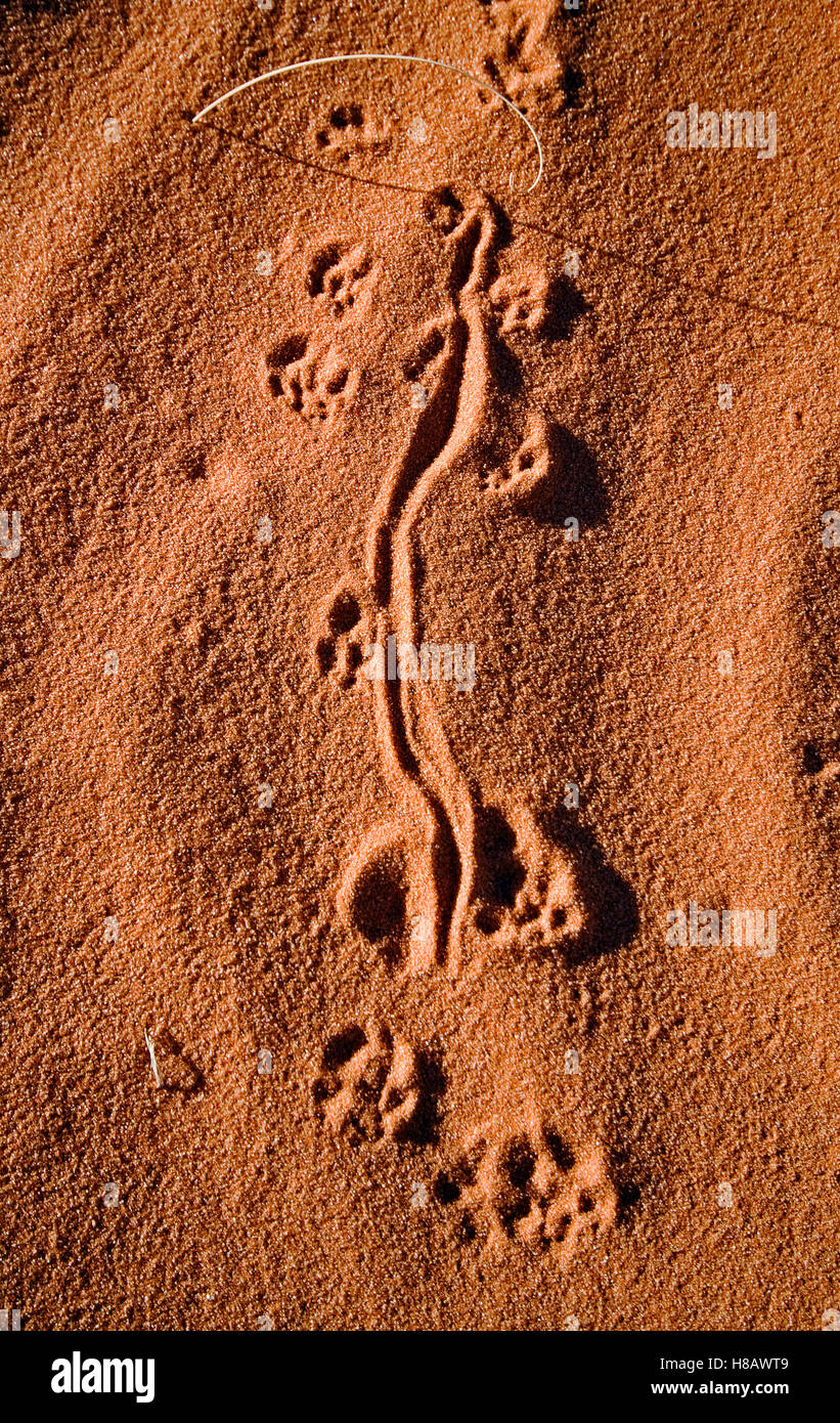 Gecko tracks in red sand, Nossob River, Kgalagadi Transfrontier Park ...