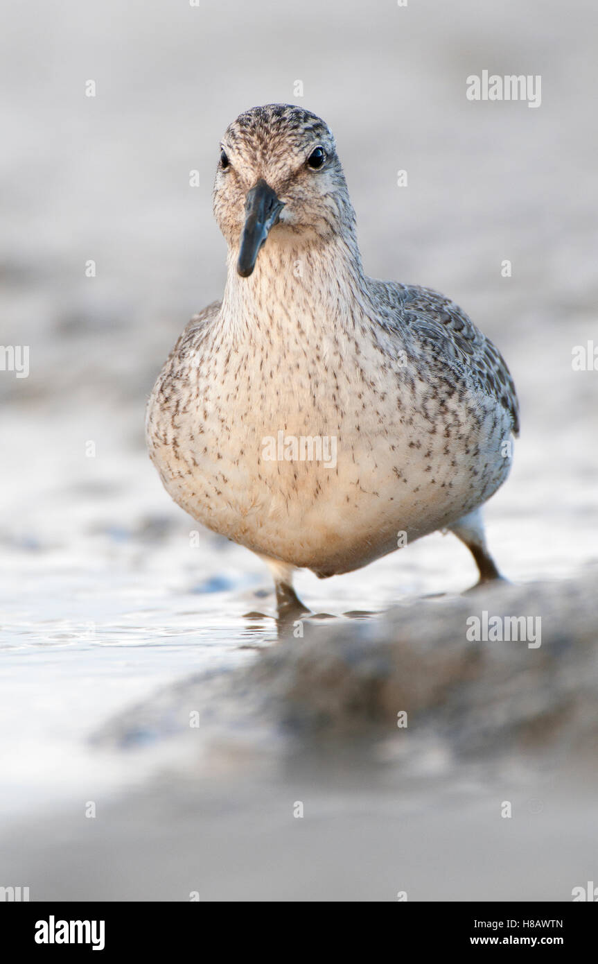 Red Knot (Calidris canutus) standing in the mud, Wadden Sea, Holwerd ...