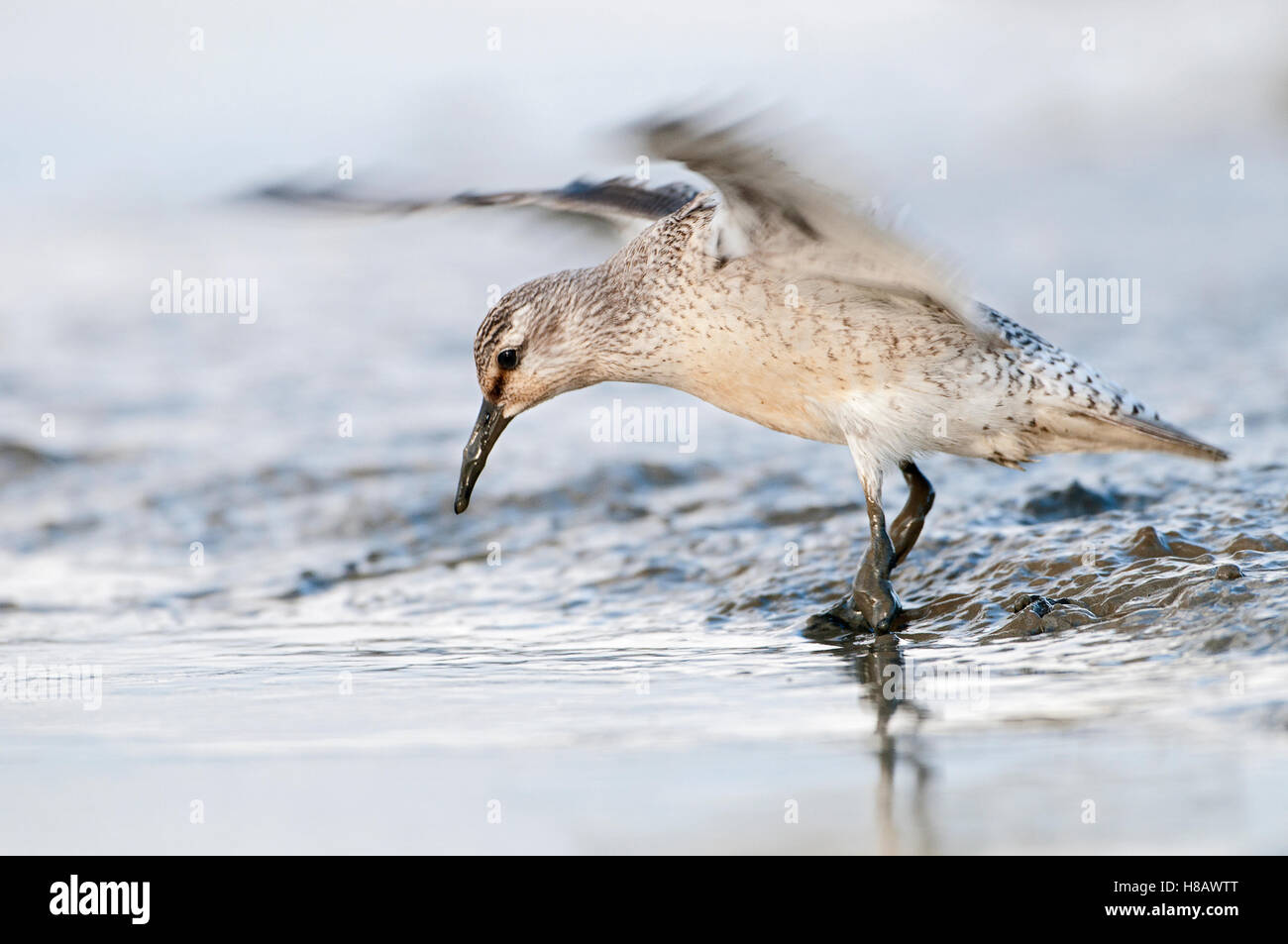 Red Knot (Calidris canutus) landing in the mud, Wadden Sea, Holwerd ...